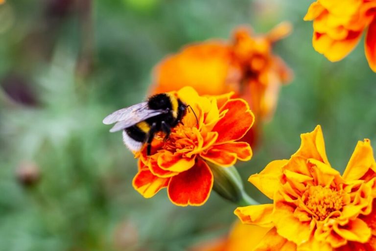 15 Geniale Redenen Waarom Afrikaantjes Een Plek In Je Moestuin Verdienen