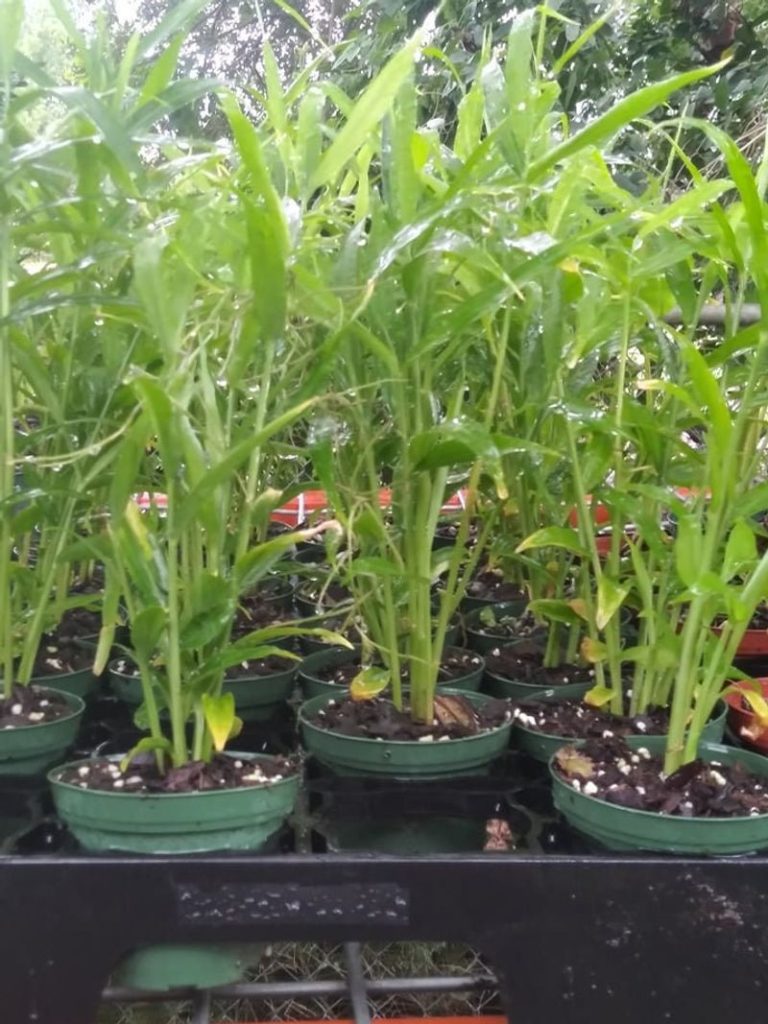 Stop met het kopen van gember in de winkel. Kweek thuis in een pot een oneindige voorraad.