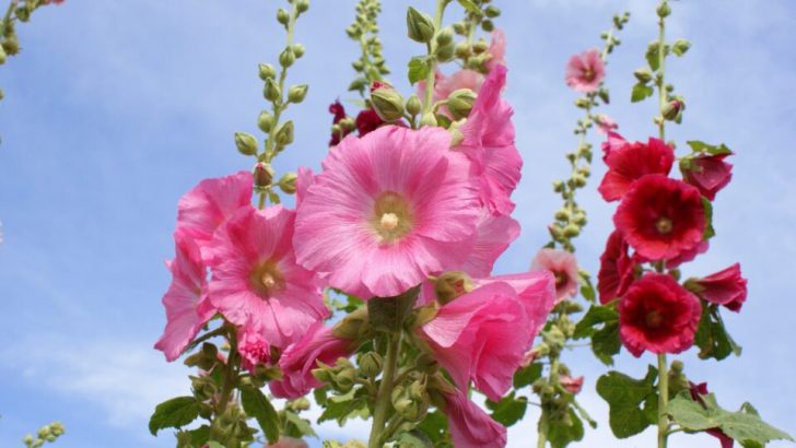 De ultieme gids voor het planten & kweken van prachtige stokrozen