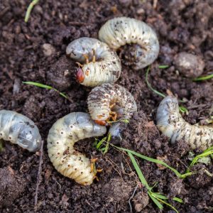 10 manieren om mollen te weren en ze uit je tuin te houden