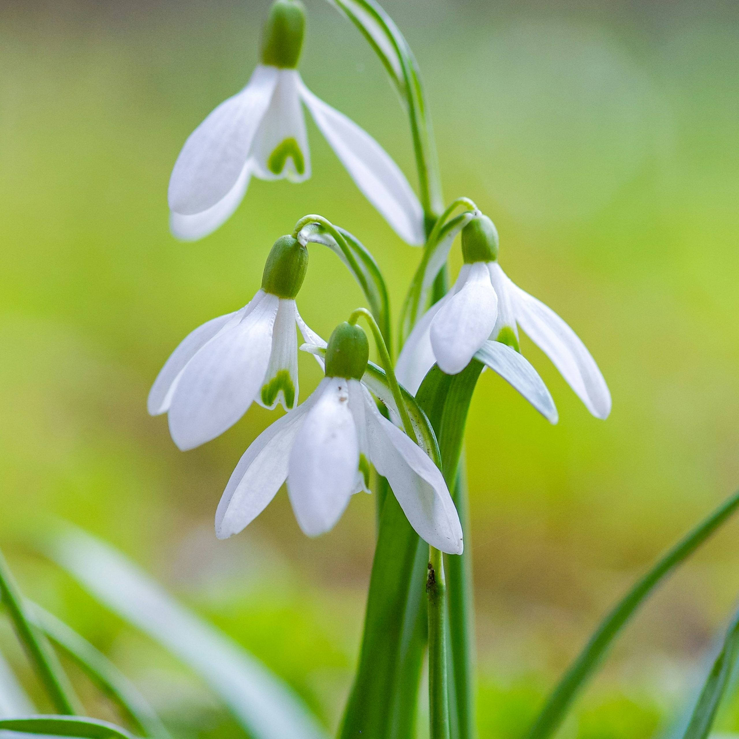 9 beste bloemen om in september te planten voor een vroege lentekleur