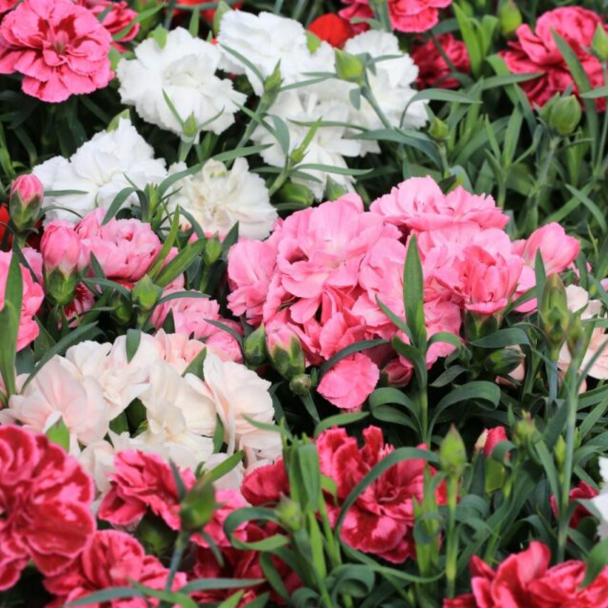 5 populaire beplantingssoorten die je dit seizoen in je tuin nodig hebt