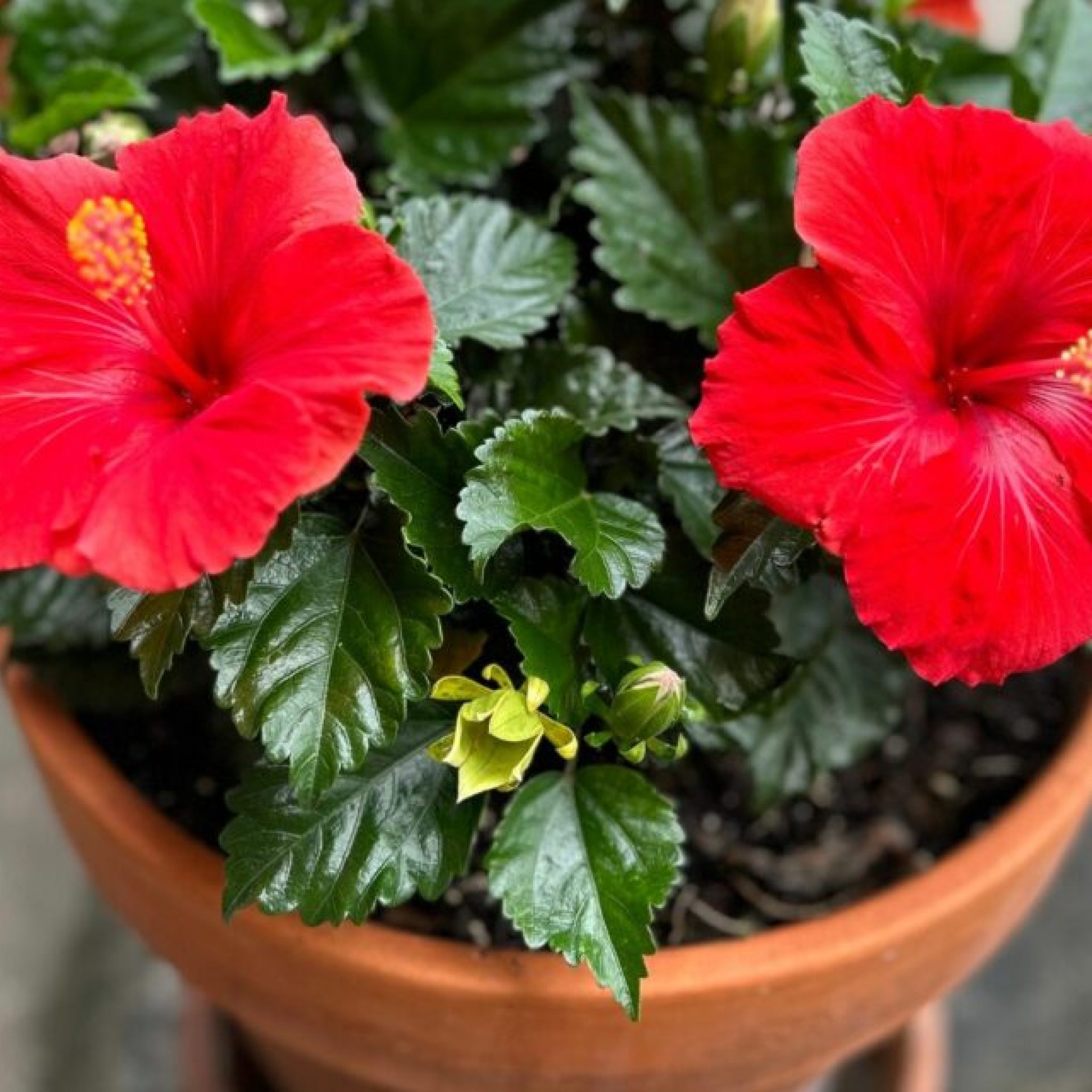 Doe deze 3 dingen met je hibiscus in de herfst en zie hem bloeien als ...
