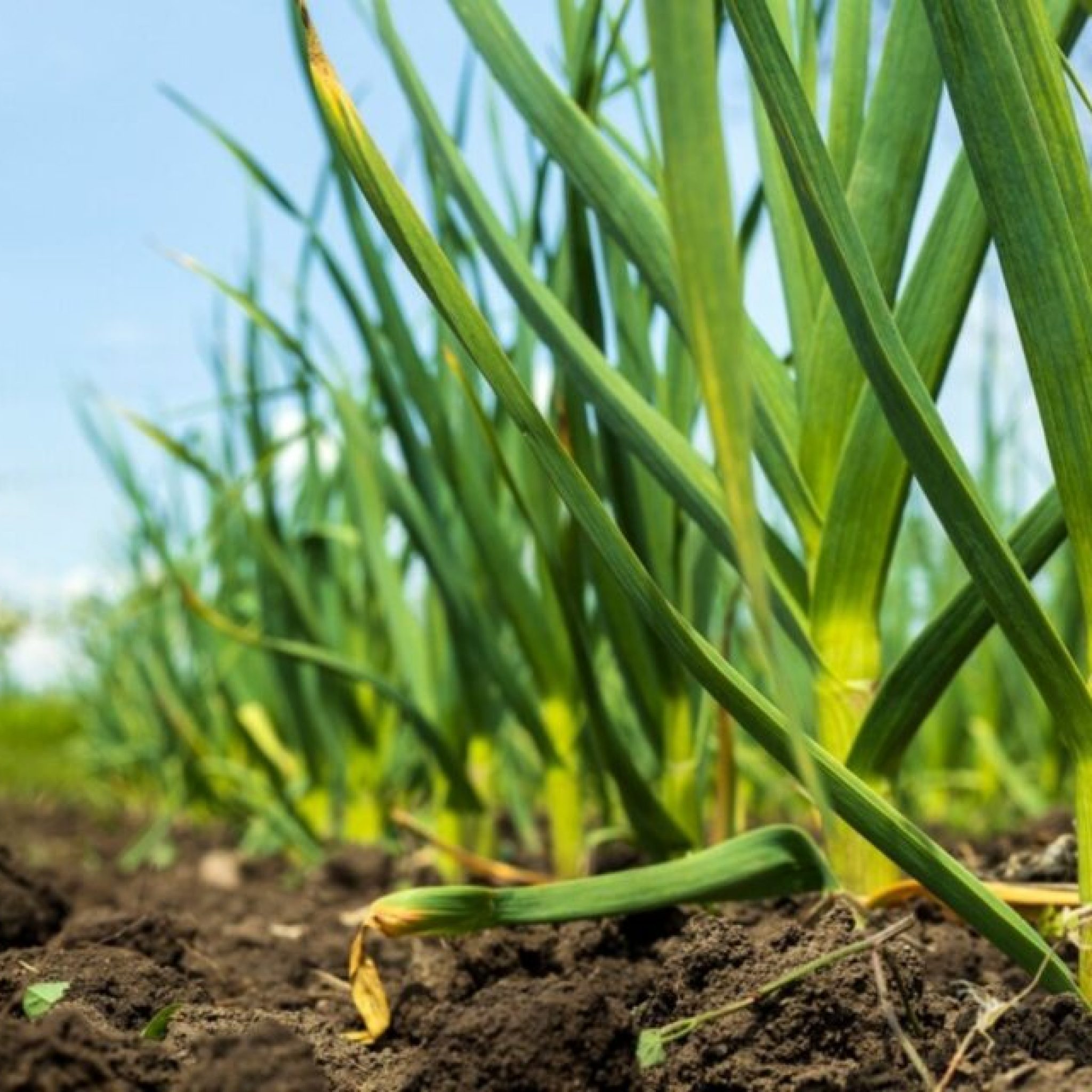 Als je knoflook in dit deel van je tuin plant, word je in de zomer beloond met de gezondste oogst