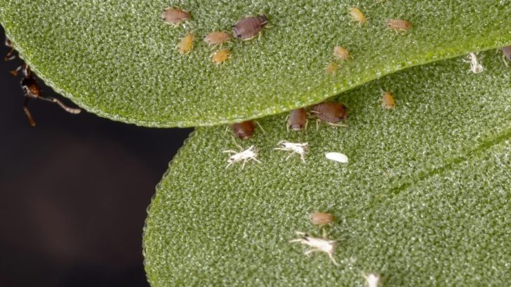 Let op deze 8 veelvoorkomende plagen want ze kunnen je planten vernietigen